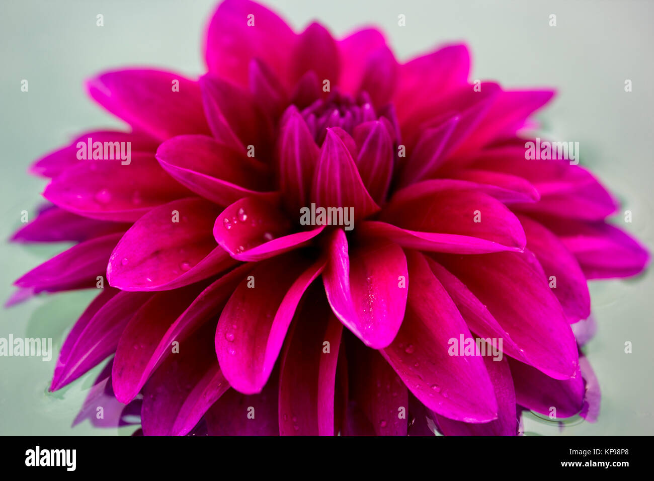 Lonely flower hi-res stock photography and images - Alamy