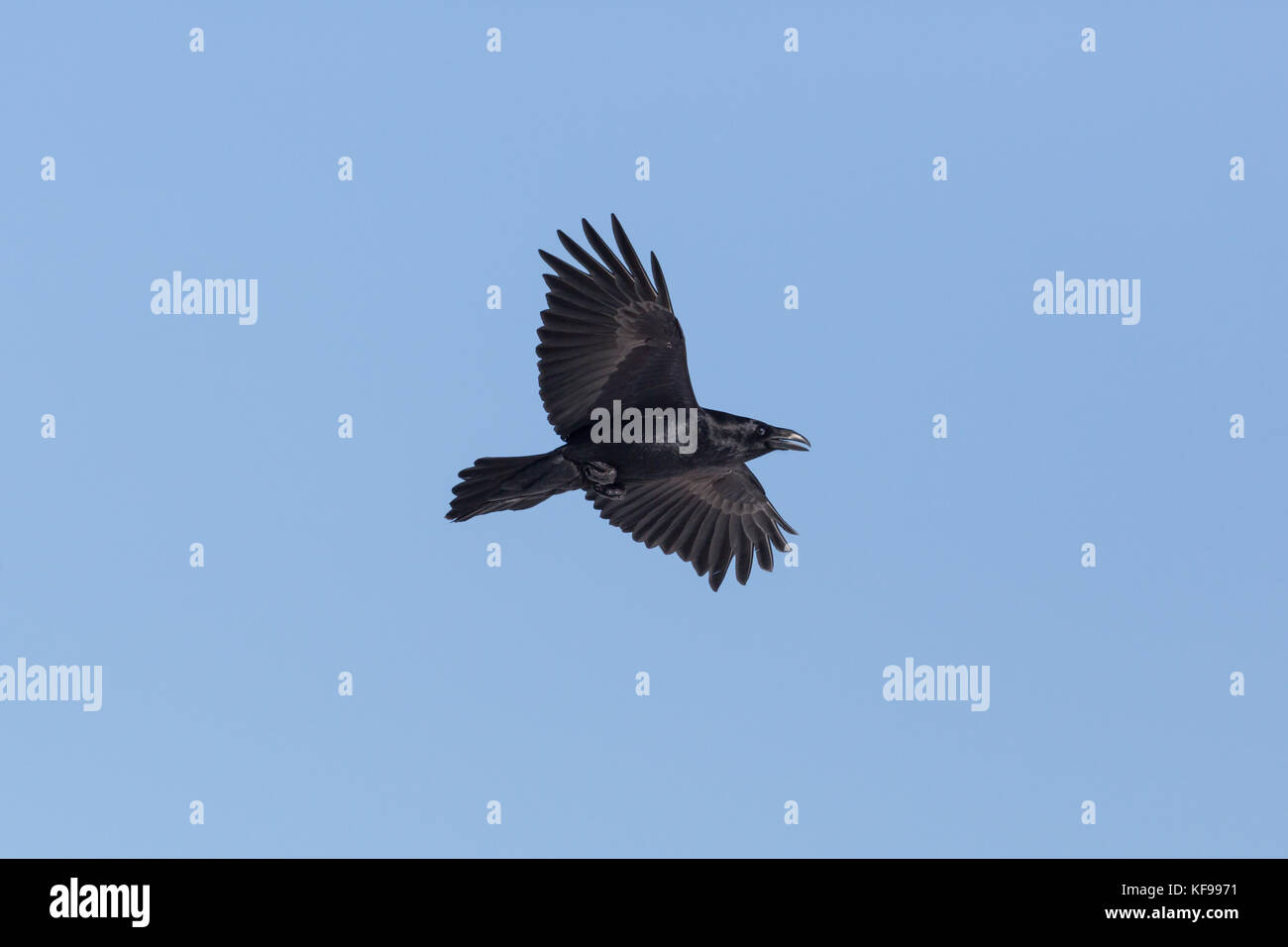 northern raven (Corvus corax) in flight with blue sky and spread wings ...