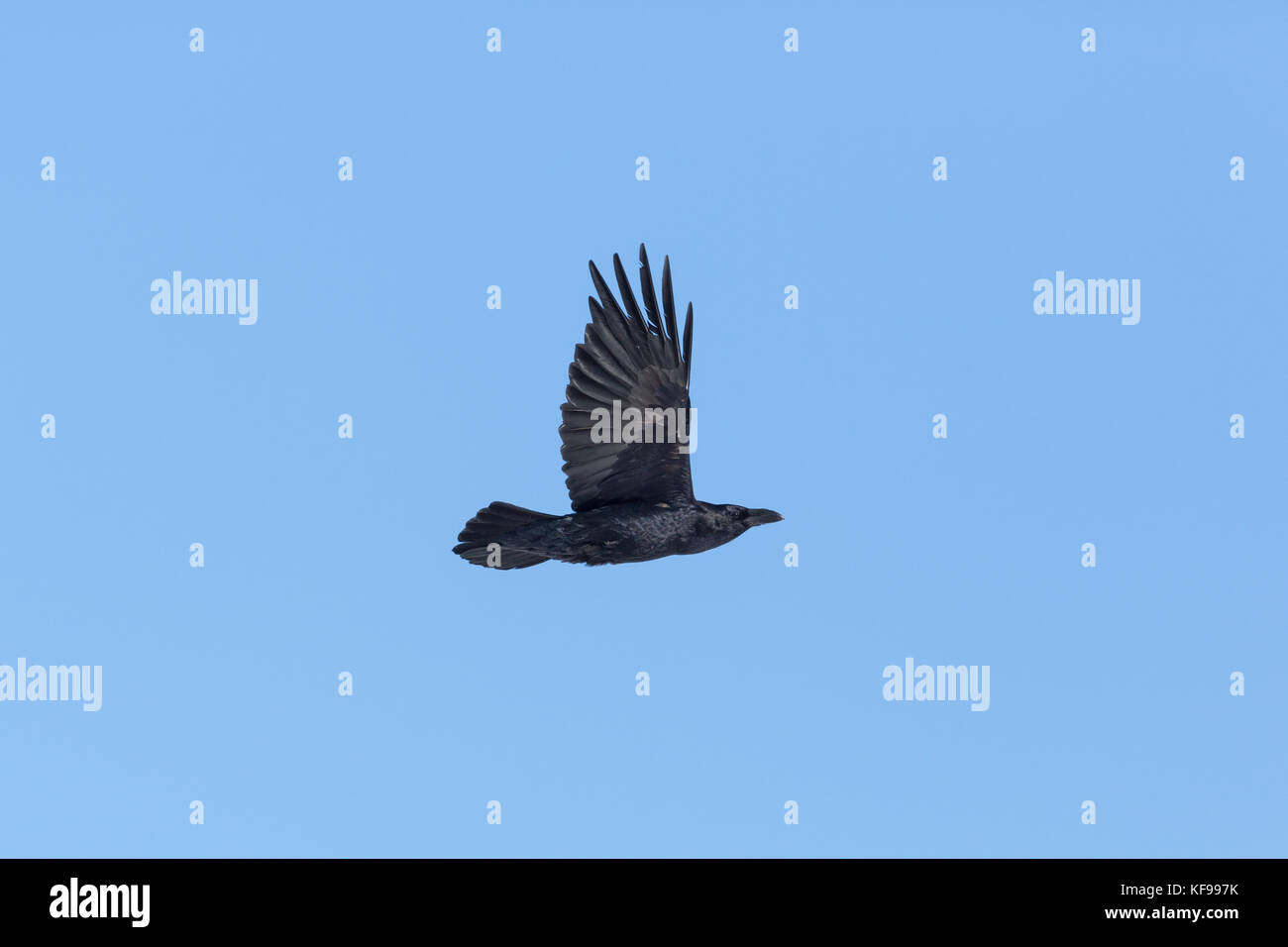 northern raven (Corvus corax) in flight with blue sky and spread wings ...