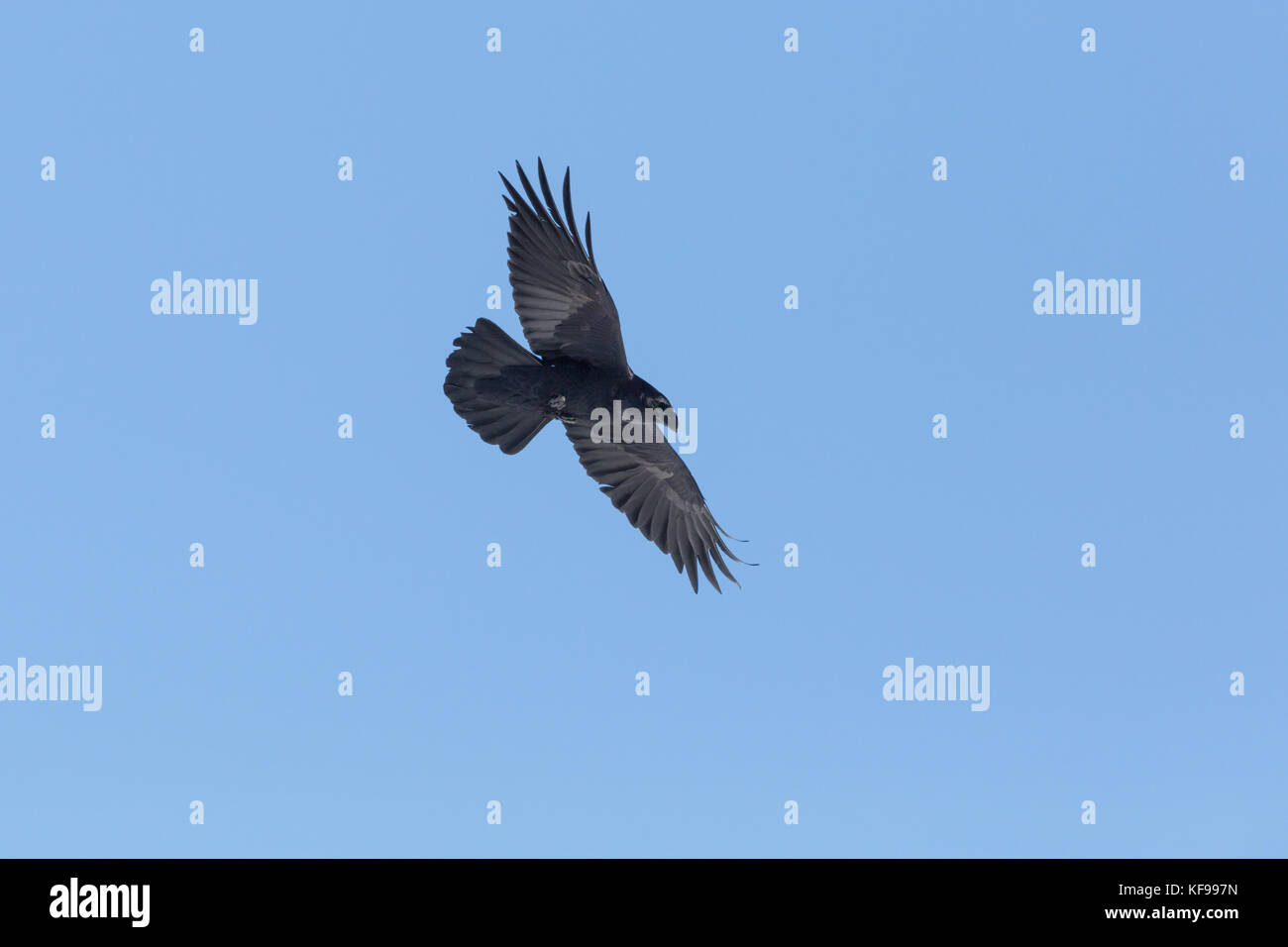 northern raven (Corvus corax) in flight with blue sky and spread wings ...