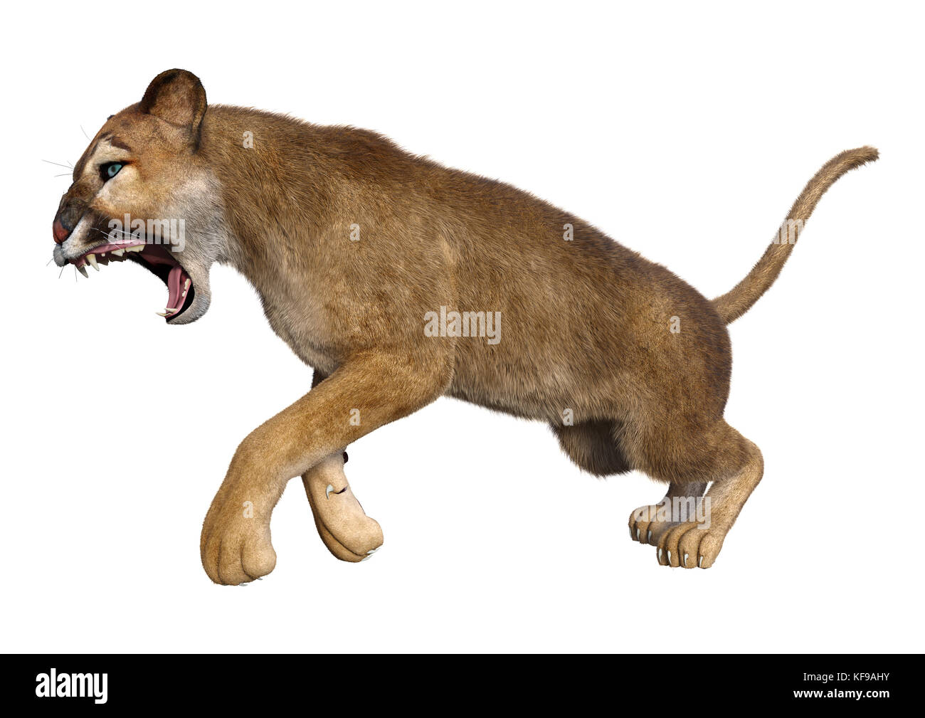 3D rendering of a big cat puma isolated on white background Stock Photo ...