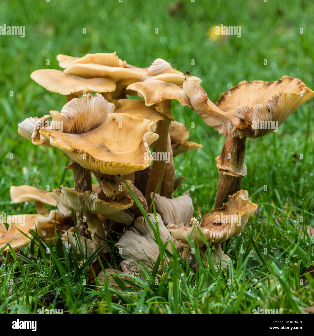 Patch fungi hi-res stock photography and images - Alamy