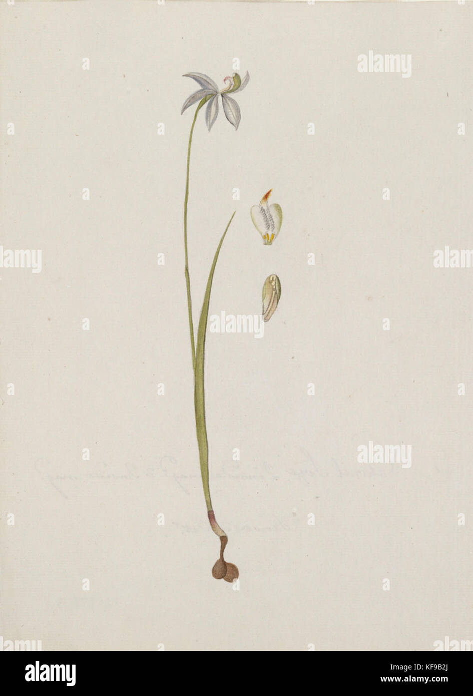 Caladenia flower hi-res stock photography and images - Alamy