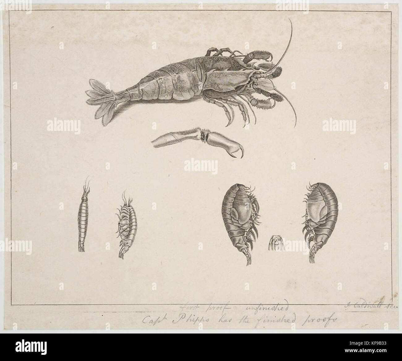Palaearctic fauna hi-res stock photography and images - Alamy
