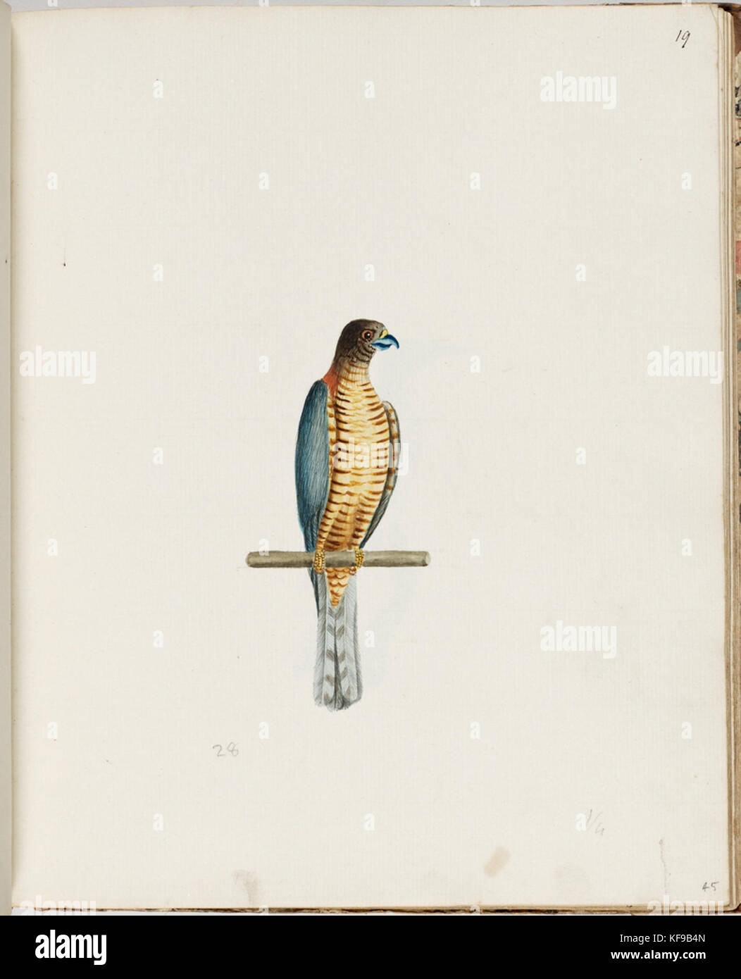 Hawk identification hi-res stock photography and images - Alamy