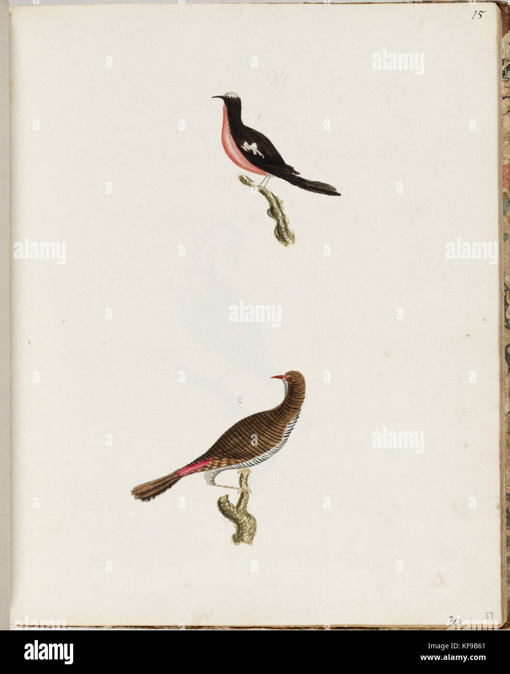 479439 Robin Norfolk Island Untitled Stock Photo - Alamy