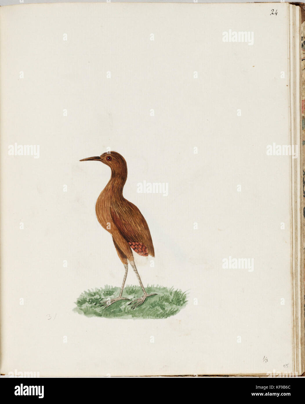 479448 Ground bird Lord Howes Island Stock Photo - Alamy