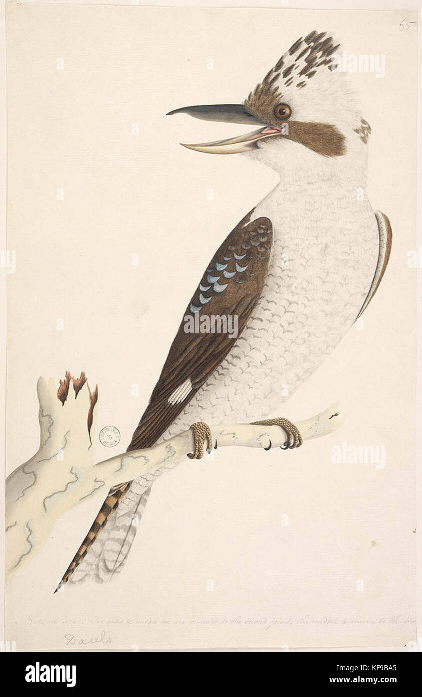 The Laughing Jackass (Dacelo leachii), also known as the Laughing ...