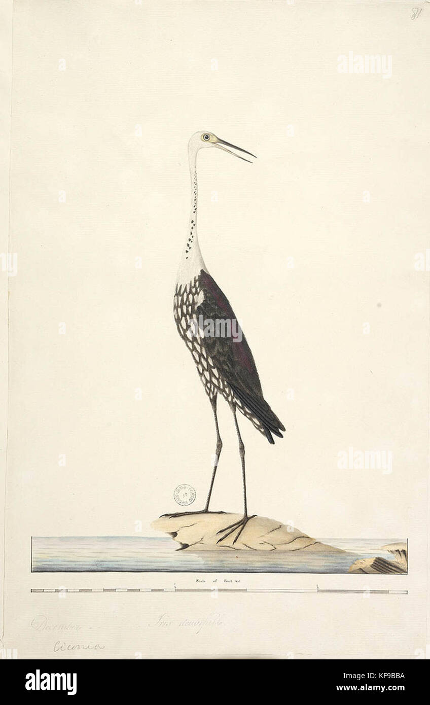 823142 f91 WhiteNecked Heron Ardea pacifica Stock Photo - Alamy