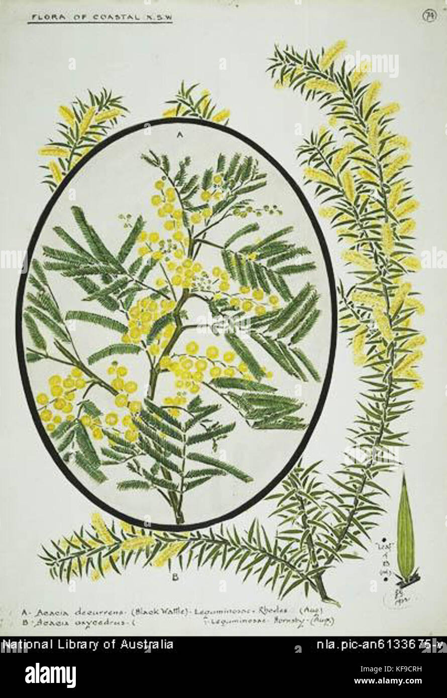 Black wattle hi-res stock photography and images - Alamy