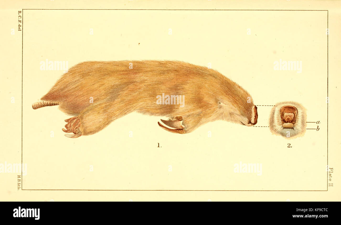 Notoryctes typhlops hi-res stock photography and images - Alamy