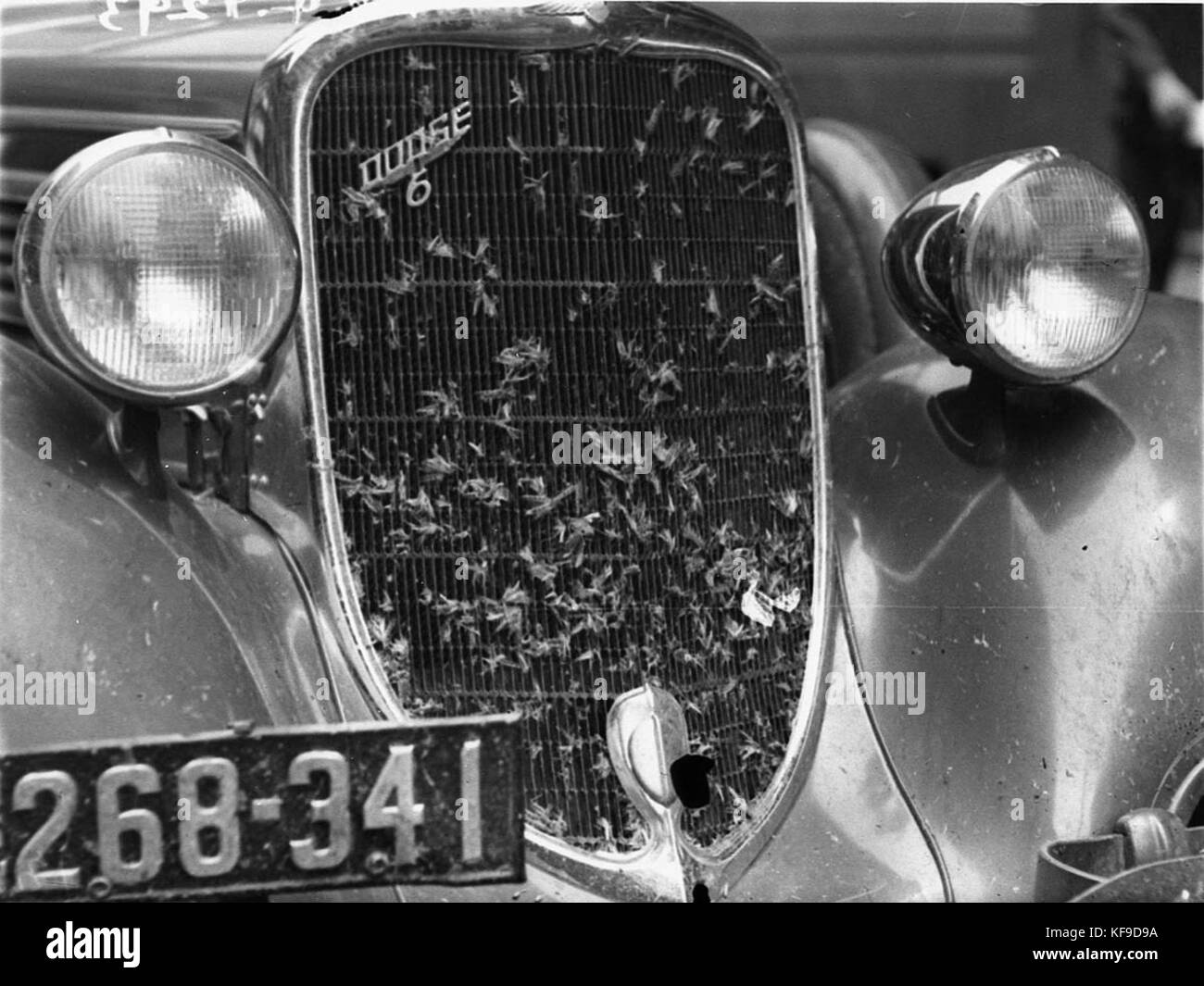 43300 1934 Dodge six showing radiator covered in grasshoppers Stock ...