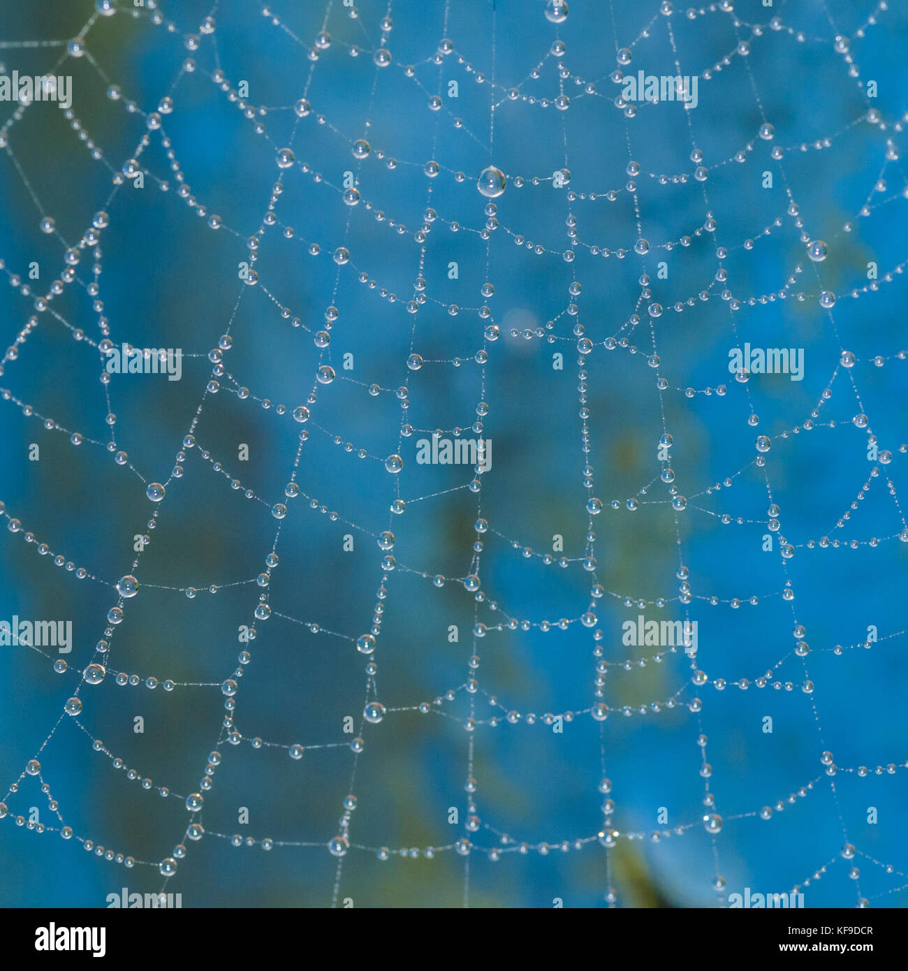 A close-up shot of a spider web covered in raindrops Stock Photo - Alamy