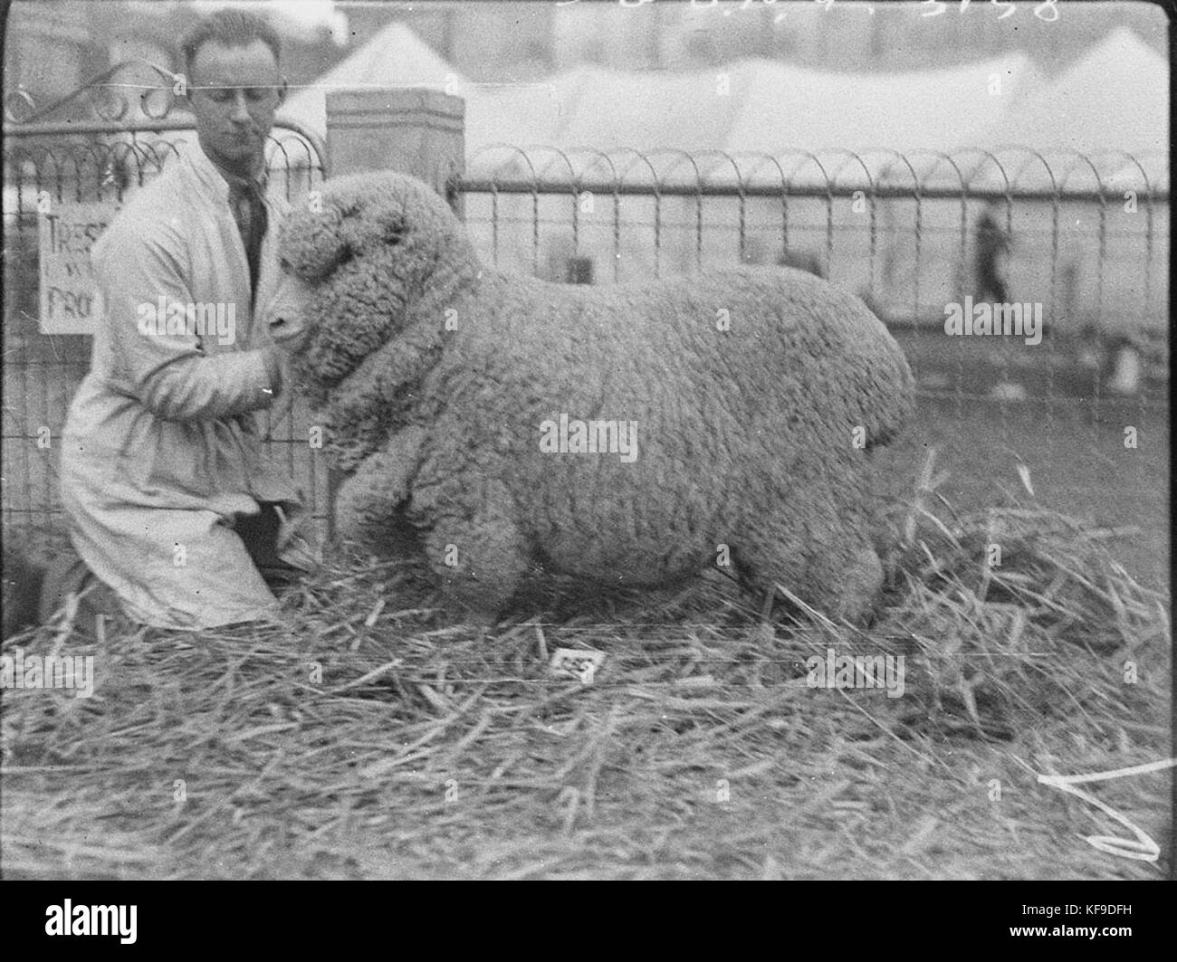 51511 A champion Merino ewe Stock Photo - Alamy