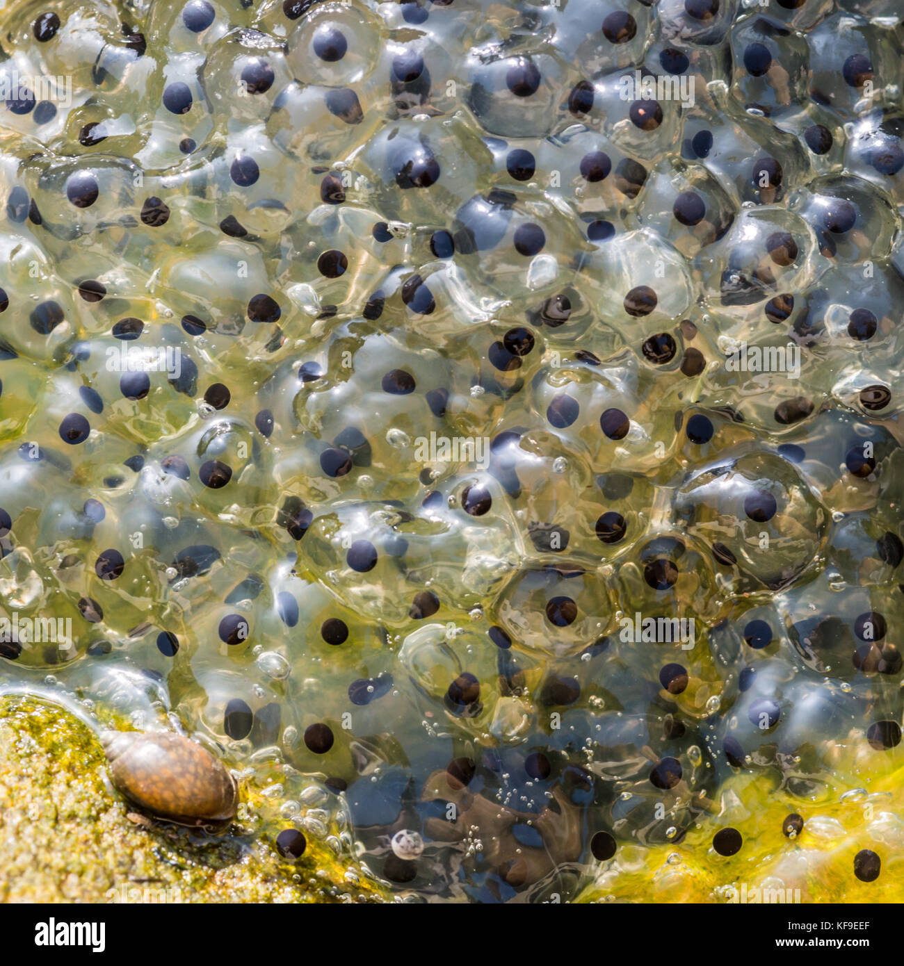 Frogspawn to tadpole to frog hi-res stock photography and images - Alamy