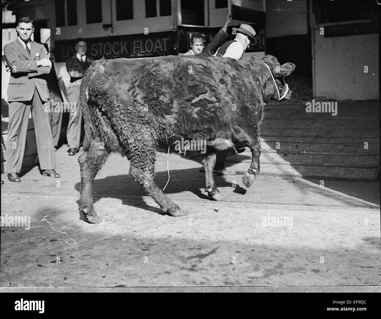 Shipping cattle Black and White Stock Photos & Images - Alamy