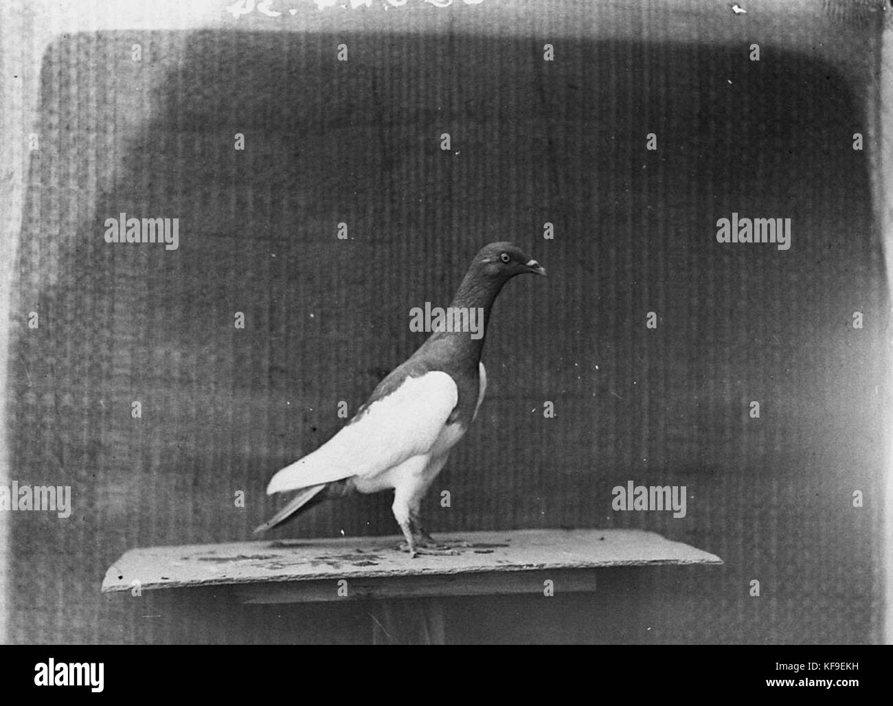 6344 Champion racing pigeon Stock Photo - Alamy