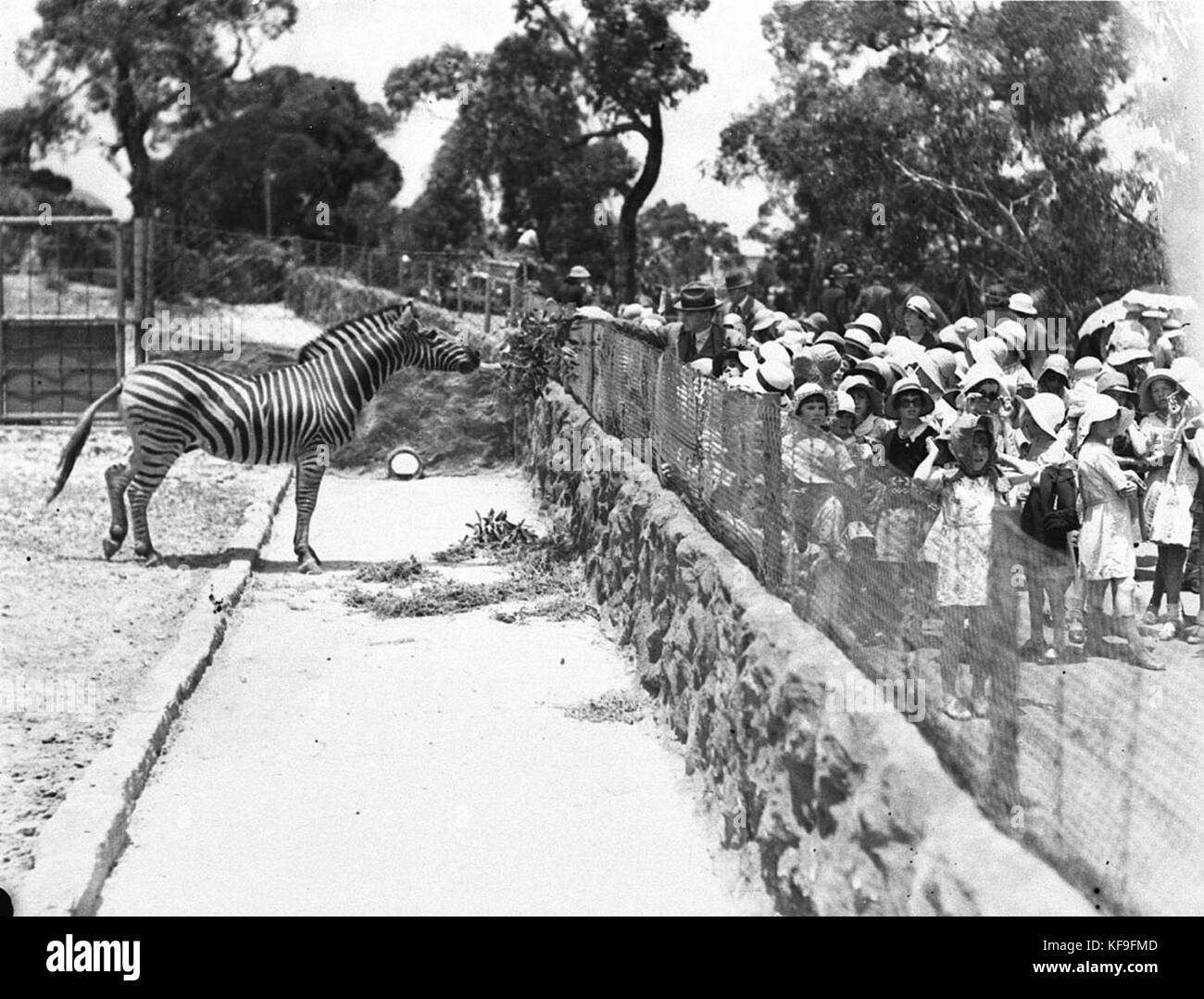 Vintage zoo zebra hi-res stock photography and images - Alamy