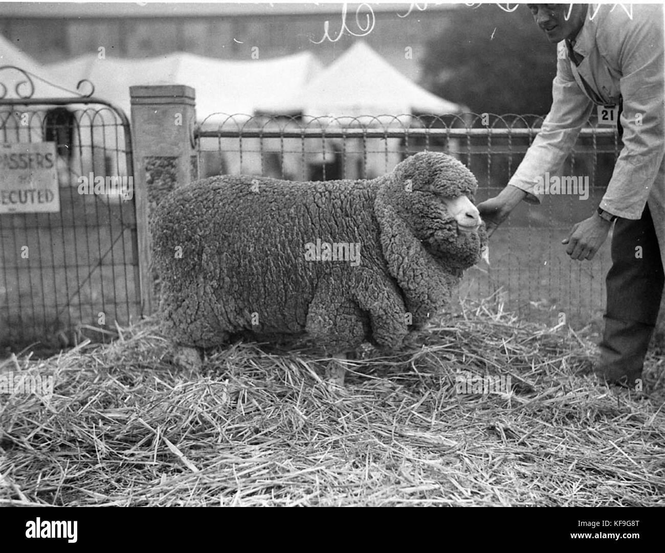 7672 Grand Champion Merino ewe Stock Photo - Alamy