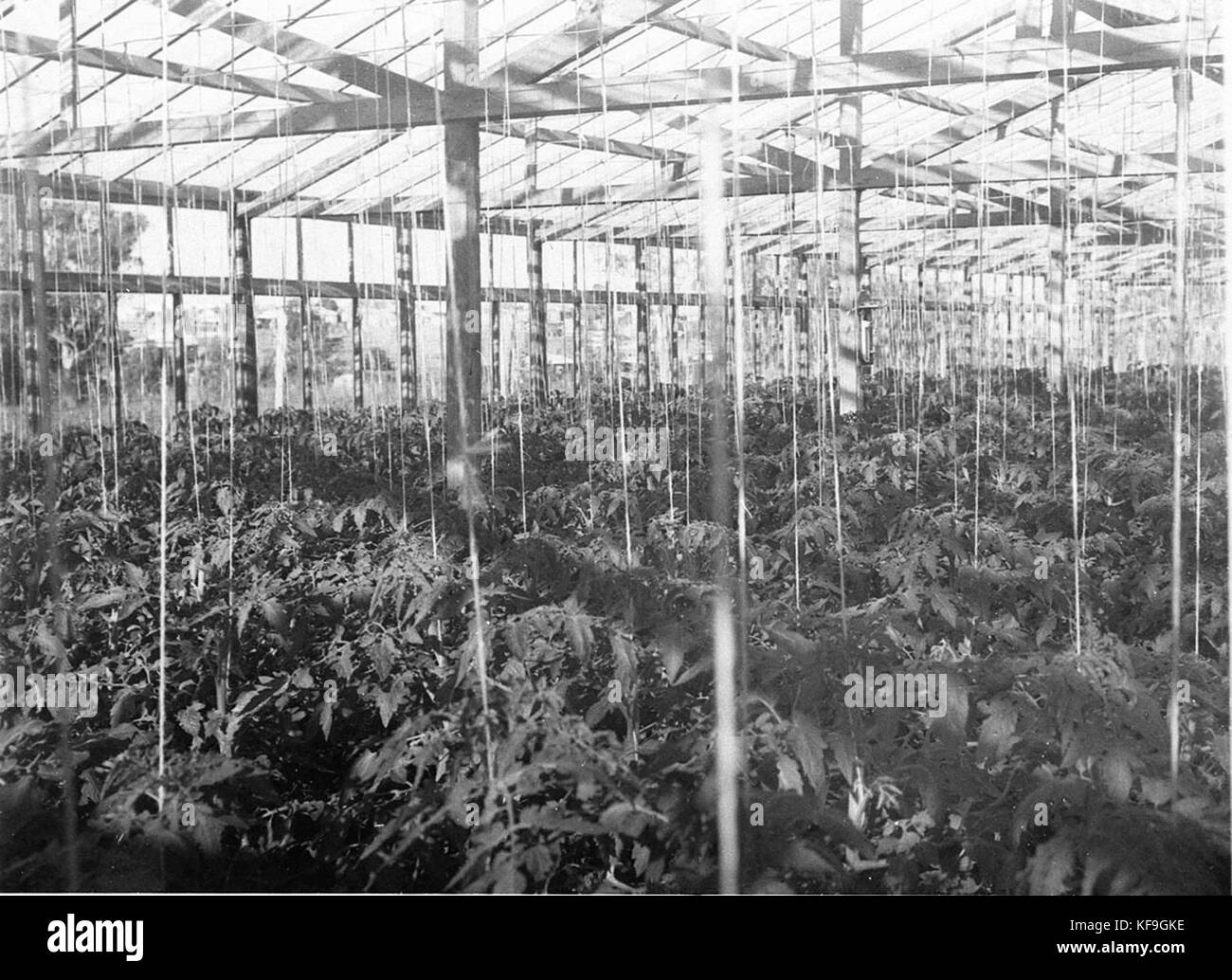 Large plant in interior Black and White Stock Photos & Images - Alamy