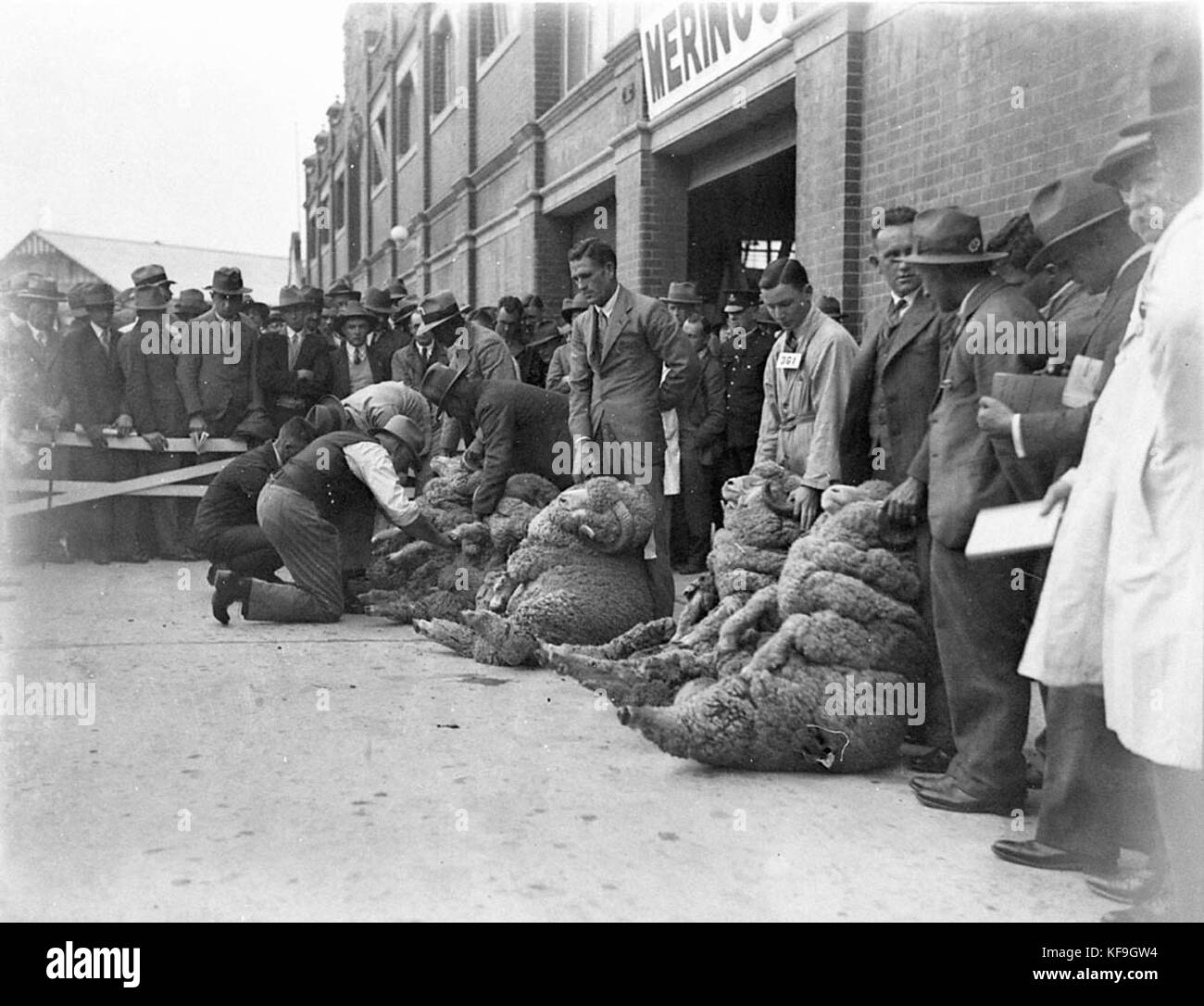 Merino rams hi-res stock photography and images - Alamy