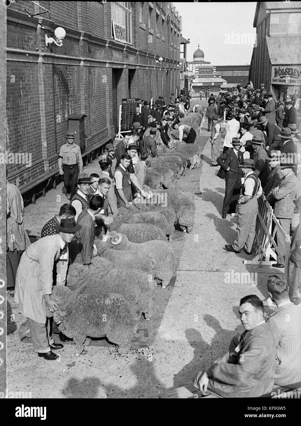 Sheep farming breeding agricultural Black and White Stock Photos ...
