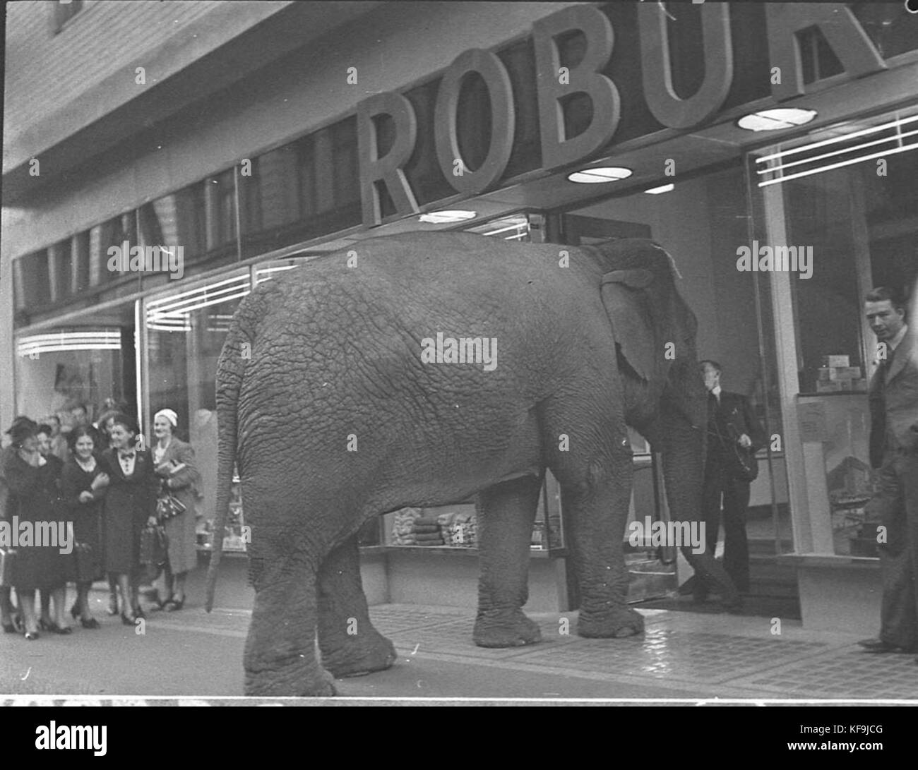 75206 Robur tea elephant Stock Photo - Alamy