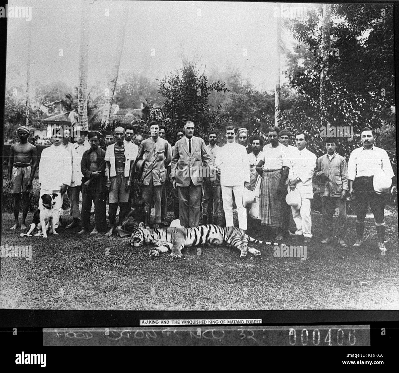 13648 Tiger hunt in India dead tiger in foreground Stock Photo - Alamy