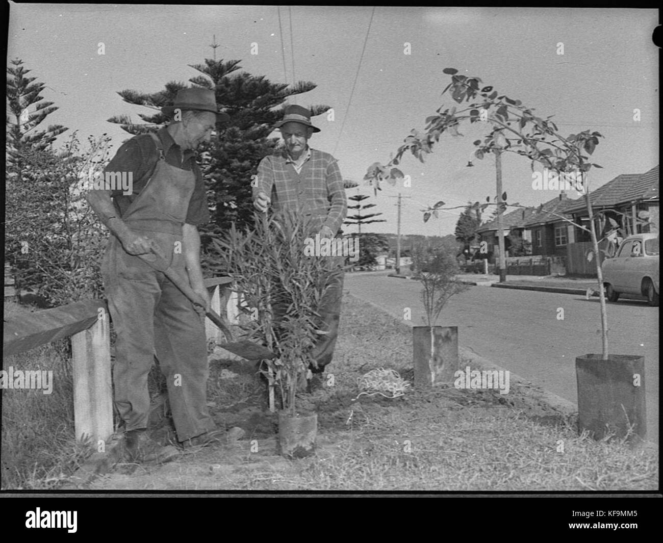 City tree planting Black and White Stock Photos & Images - Alamy