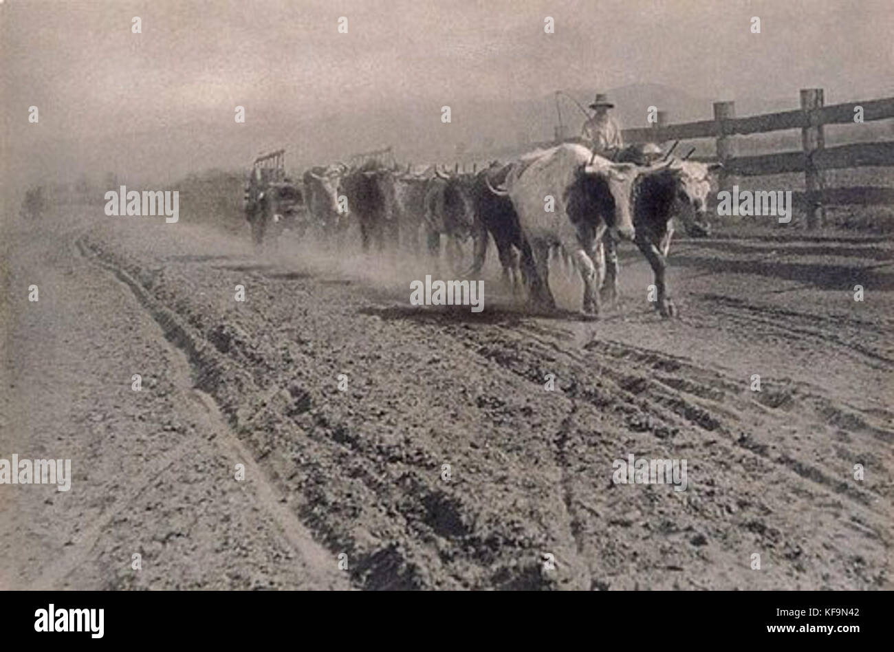 Cattle droving hi-res stock photography and images - Alamy