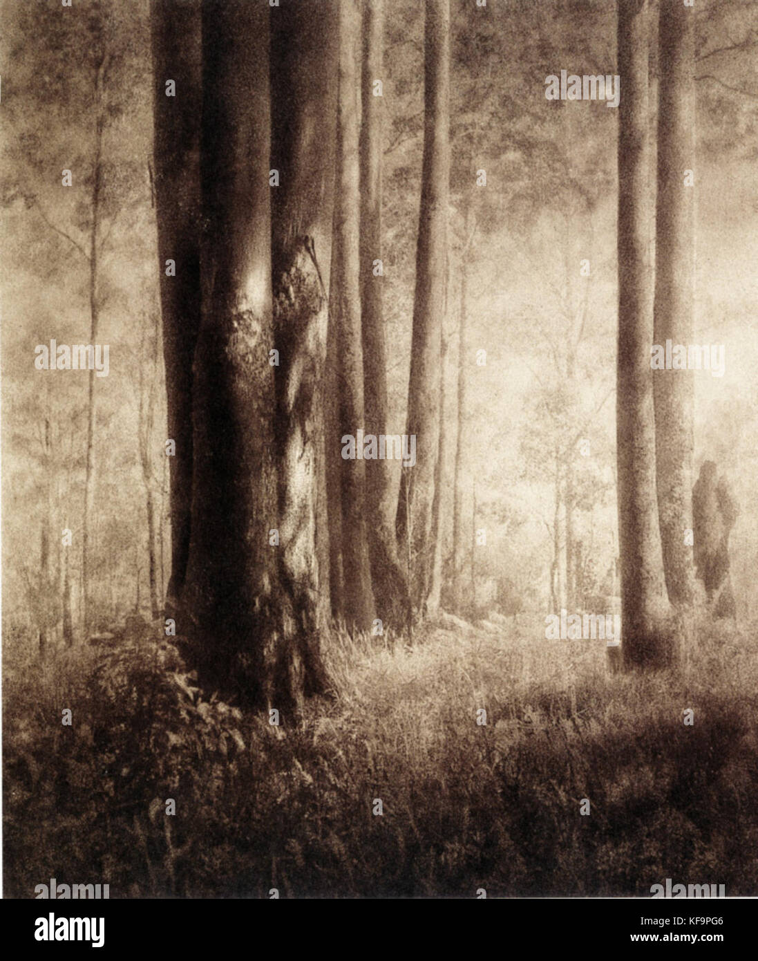 Rose simmonds tall and stately 1930s1 Stock Photo - Alamy