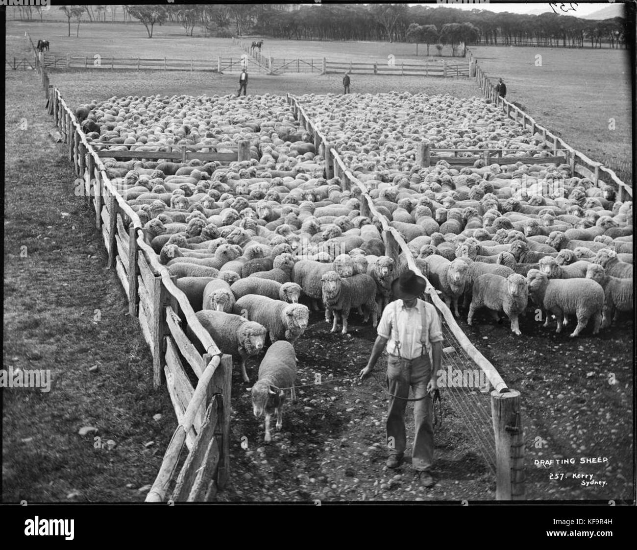 Drafting Sheep (4903282465 Stock Photo - Alamy