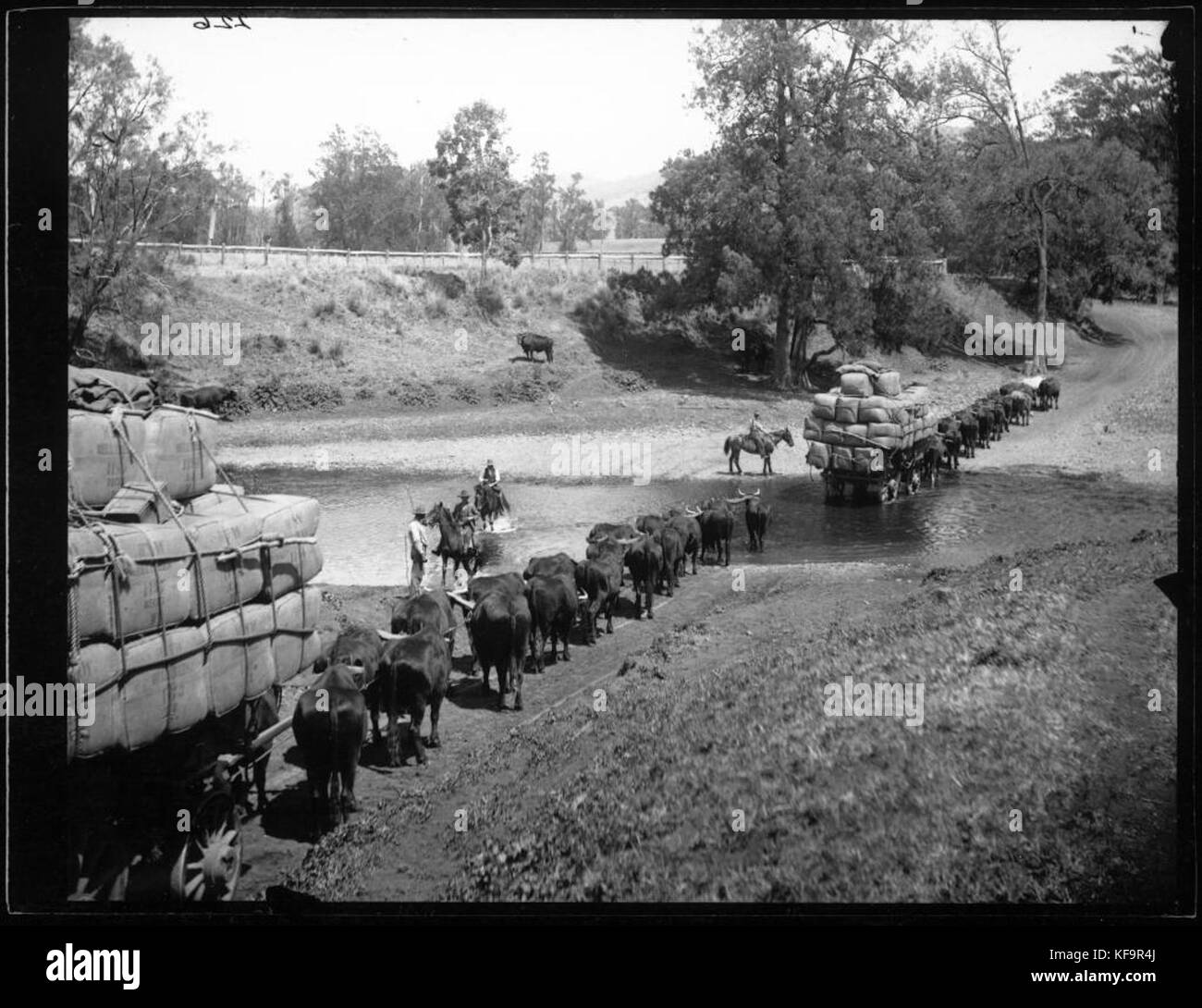 Bullock Team Pulling Wool Bales (4903869872 Stock Photo - Alamy