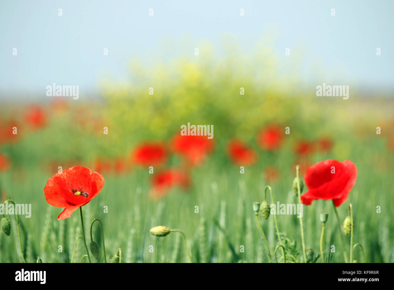poppy flower meadow spring season Stock Photo - Alamy