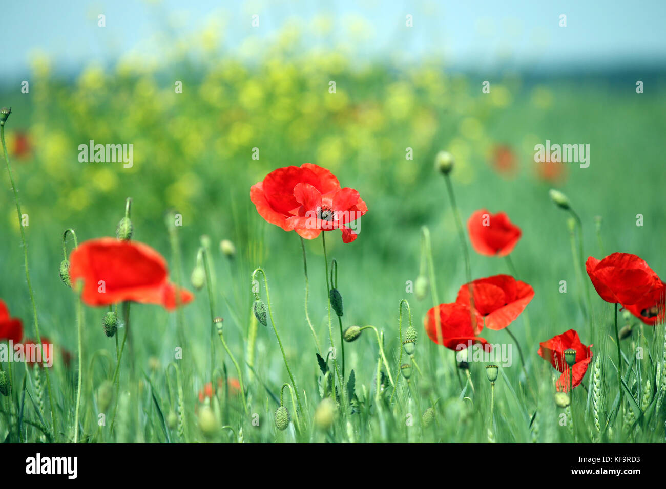 poppies flower landscape spring season Stock Photo - Alamy