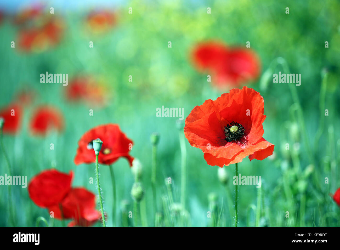 red poppy flower close up spring season Stock Photo - Alamy