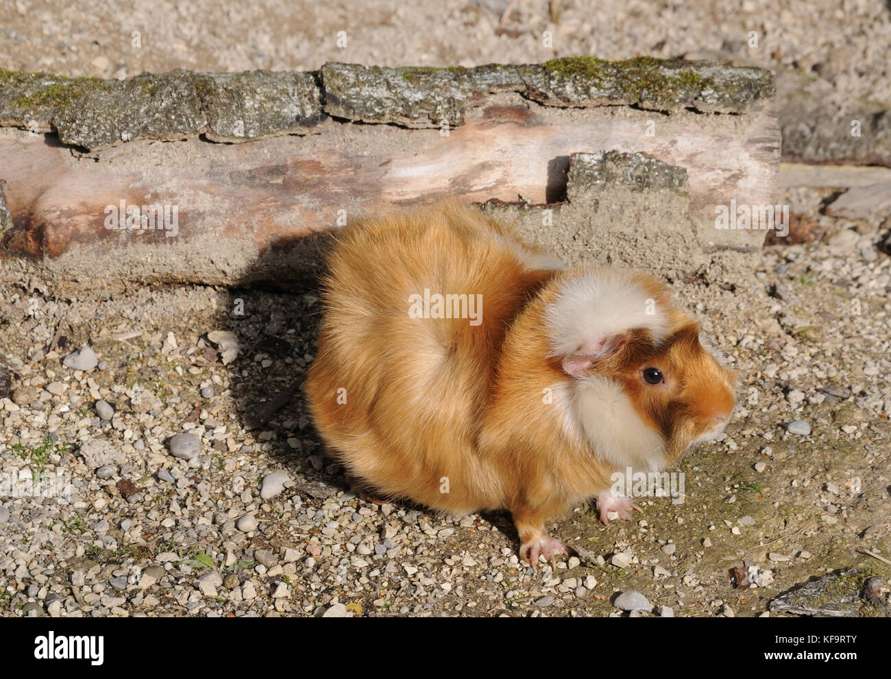 Abyssinian guinea pig hi-res stock photography and images - Alamy