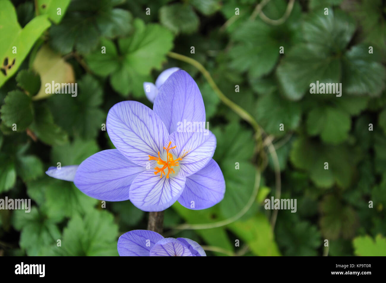 single flower of an autumn crocus Stock Photo - Alamy