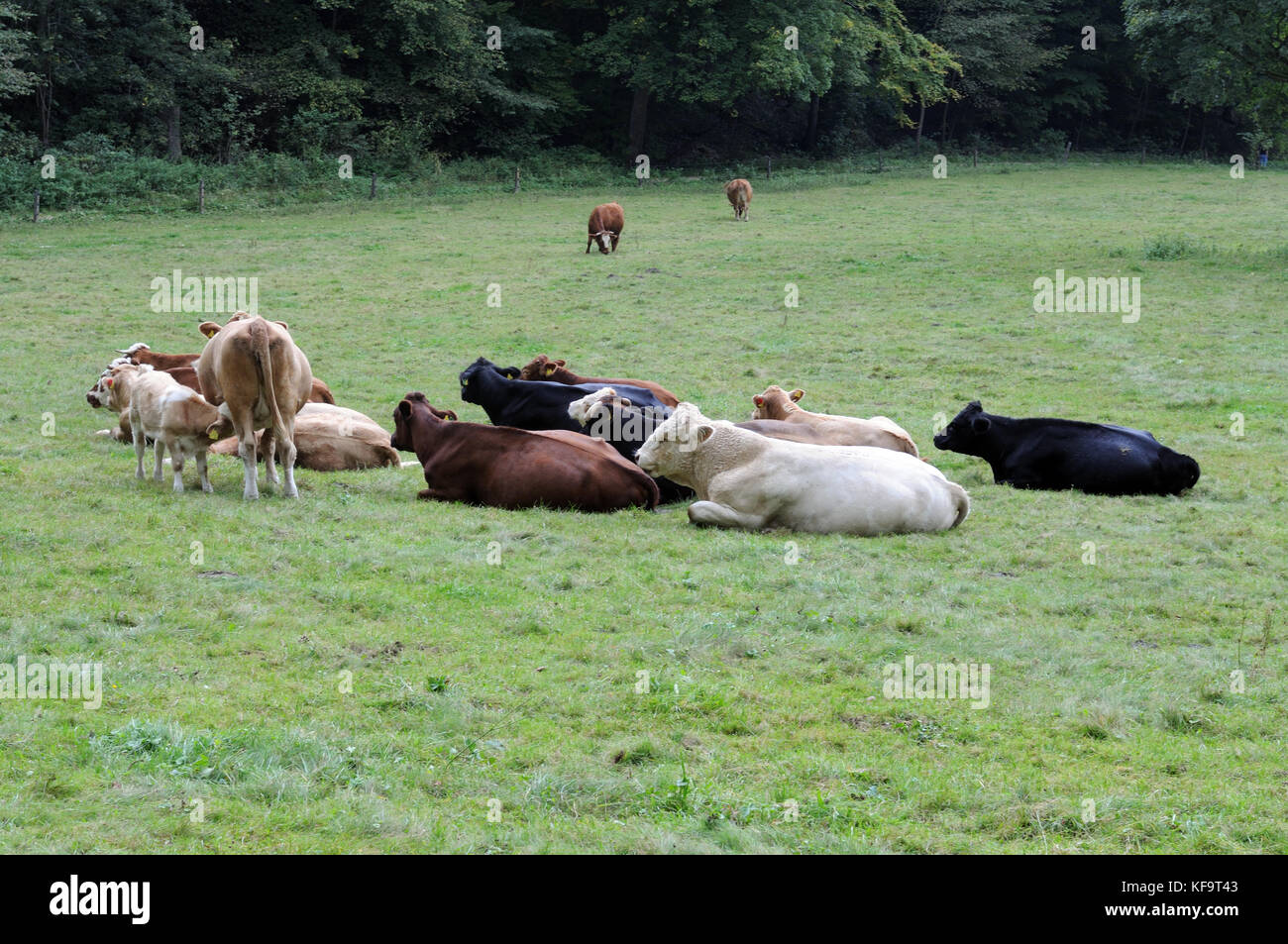 cattle on pasture Stock Photo - Alamy