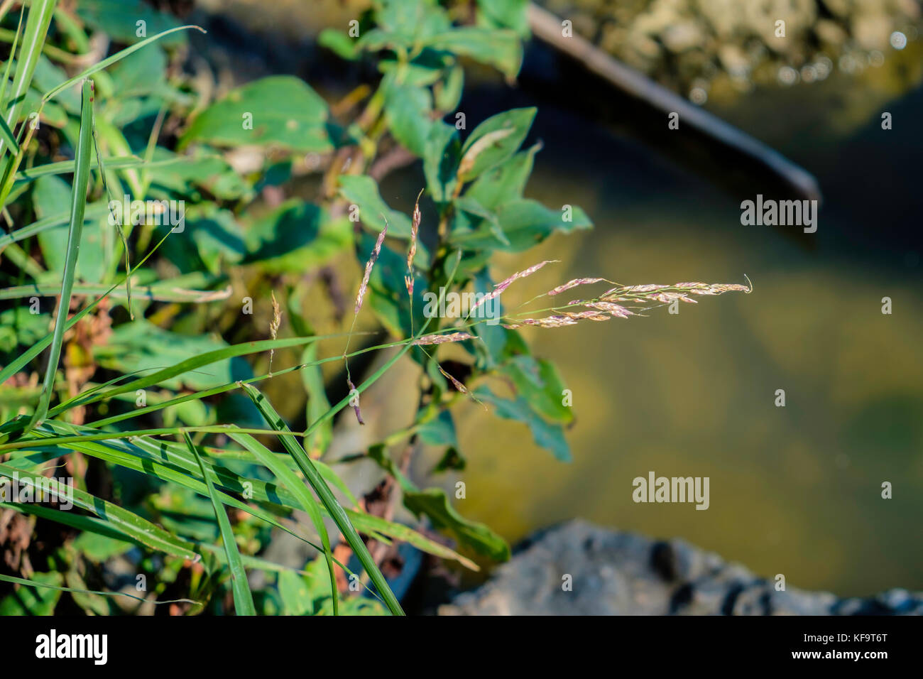 Johnson grass hi-res stock photography and images - Alamy