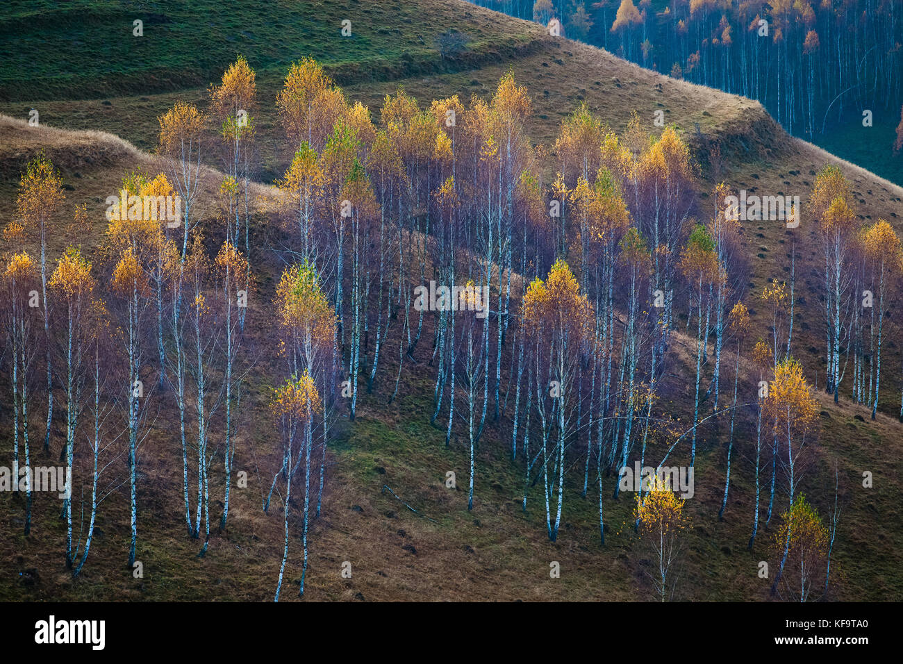 colorful trees in fall in Apuseni mountains, Romania Stock Photo - Alamy
