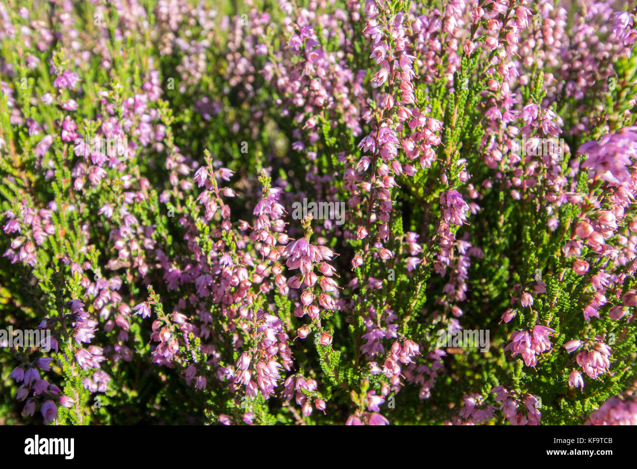 Common heather(Calluna vulgaris). Close up Stock Photo - Alamy