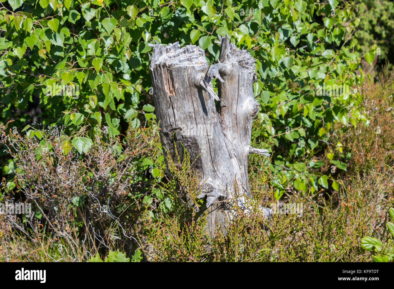 Dead tree stump Stock Photo - Alamy