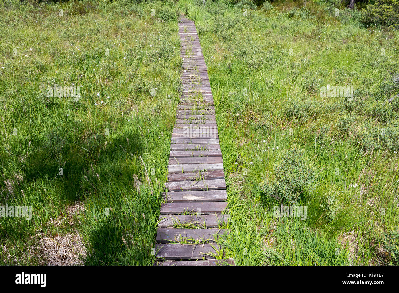 Walking path of wooden planks crossing a swamp. Summer colors Stock ...