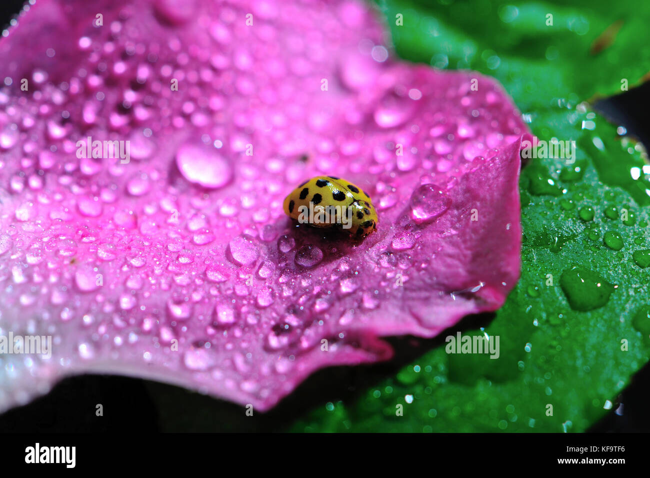 Ladybird, Ladybird, antenna, background, beautiful, beauty, beetle ...