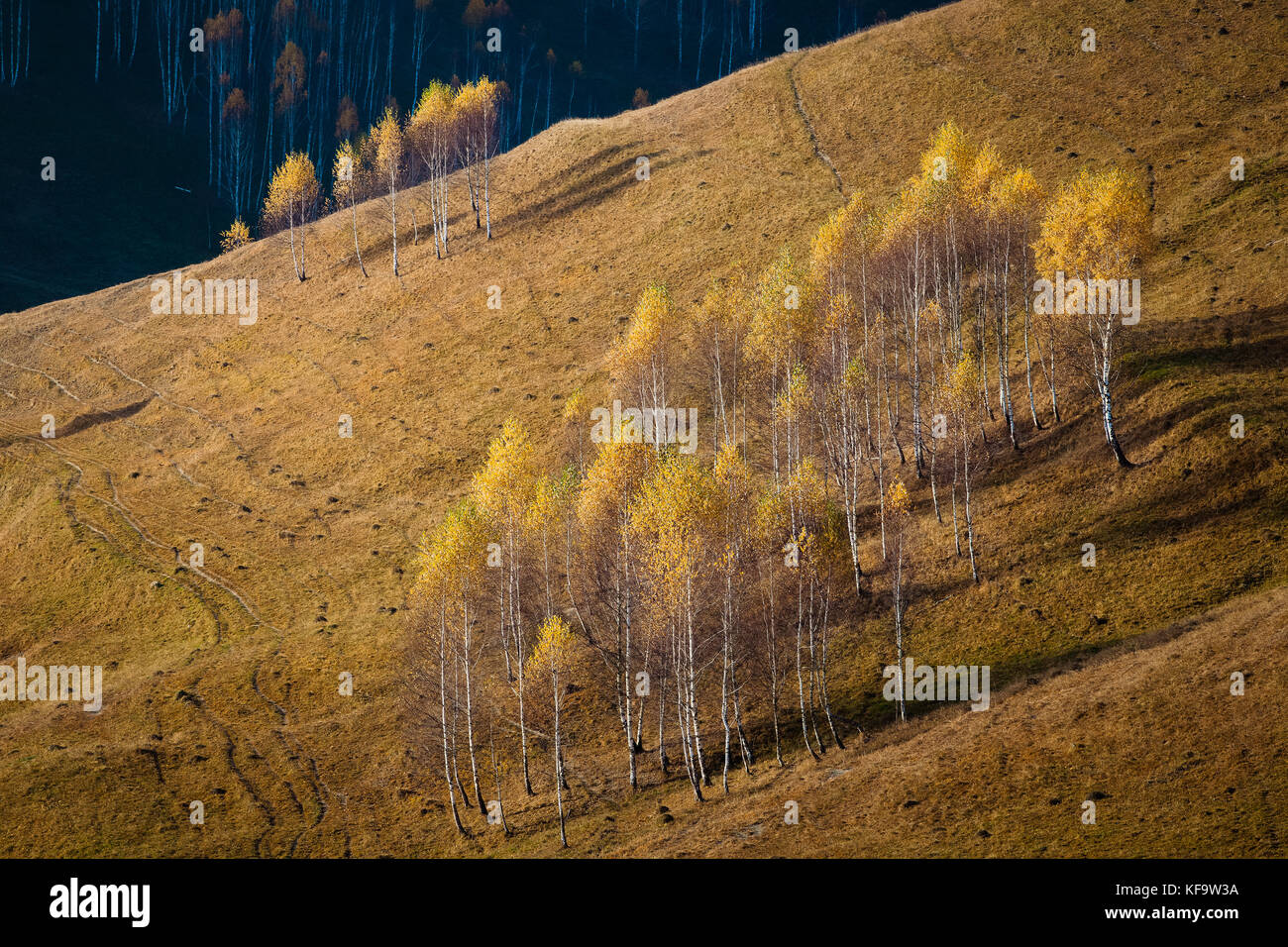 colorful trees in fall in Apuseni mountains, Romania Stock Photo - Alamy