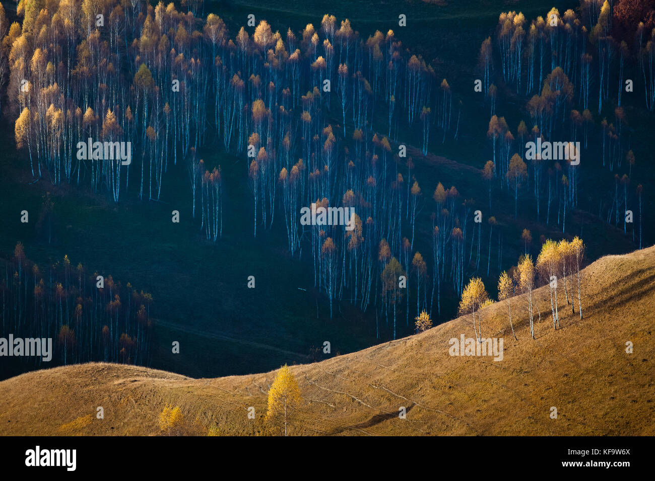 colorful trees in fall in Apuseni mountains, Romania Stock Photo - Alamy