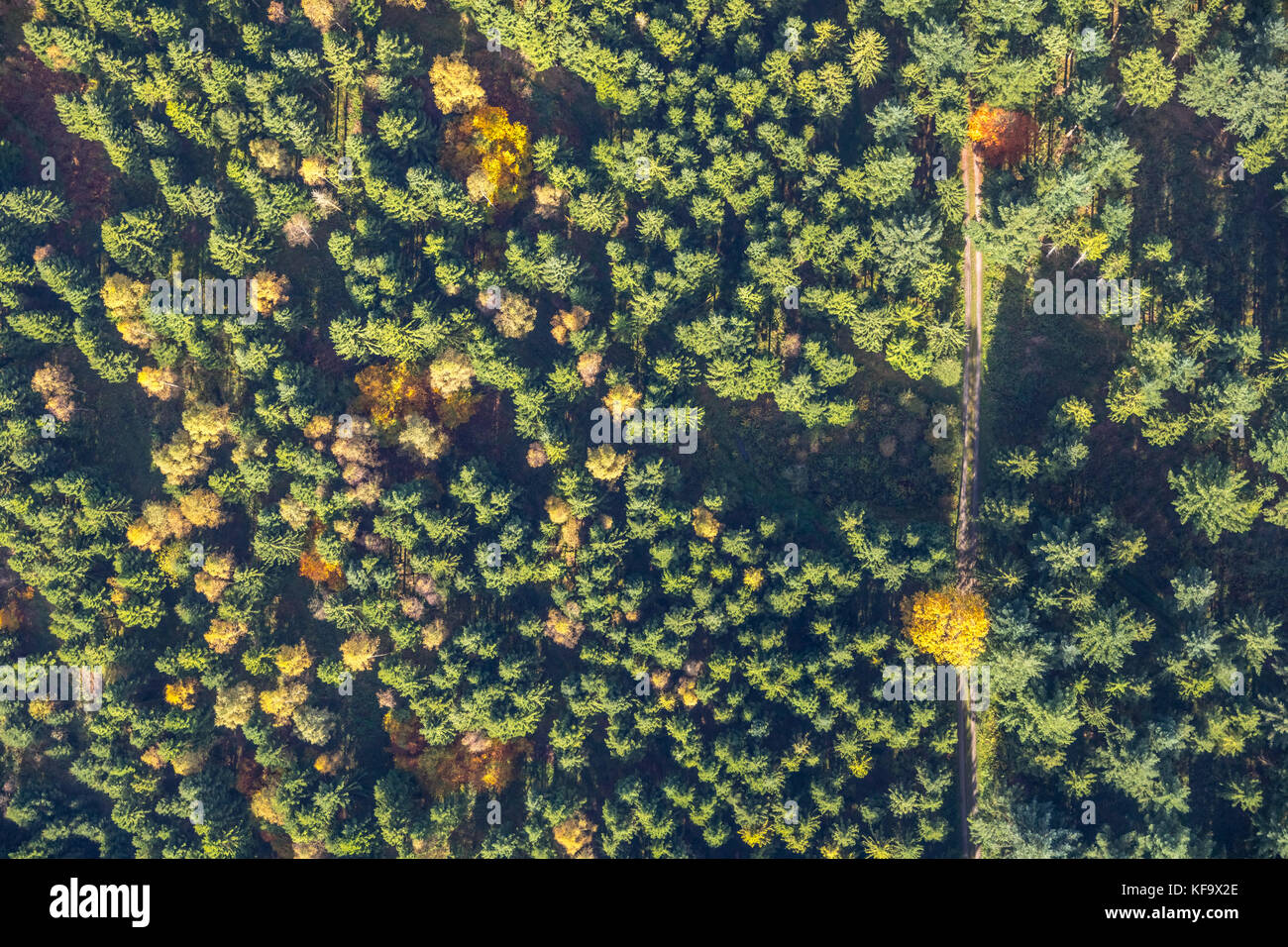 View into an autumn mixed forest hi-res stock photography and images ...