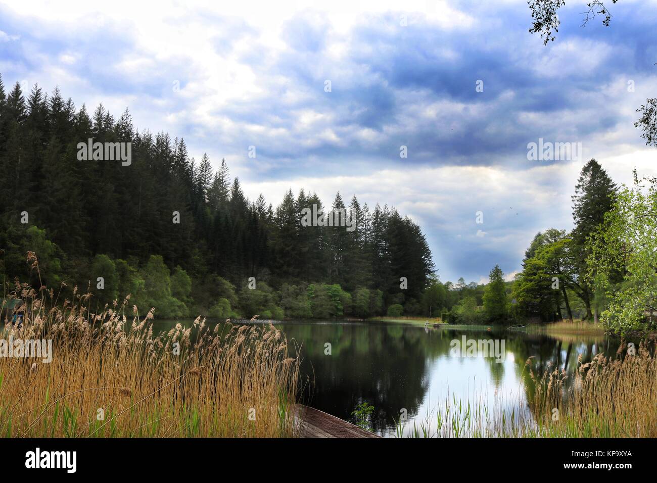 Loch Ard, Aberfoyle, Kinlochard, Scotland, Highlands Stock Photo - Alamy