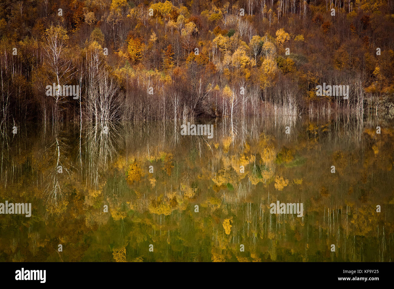 Colorful autumn trees reflecting in hi-res stock photography and images ...